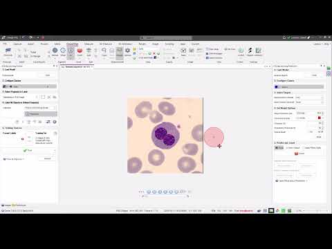 Training with Cellpose Models | Media Cybernetics, Inc.
